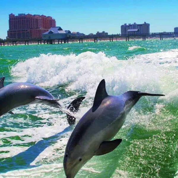 Tropic Boat Tours - Dolphin Exploration | Ticketing For Less